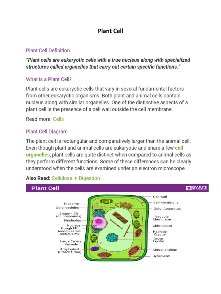 Plant Cell Nucleus Definition Plant & Animal Cells (Parts And