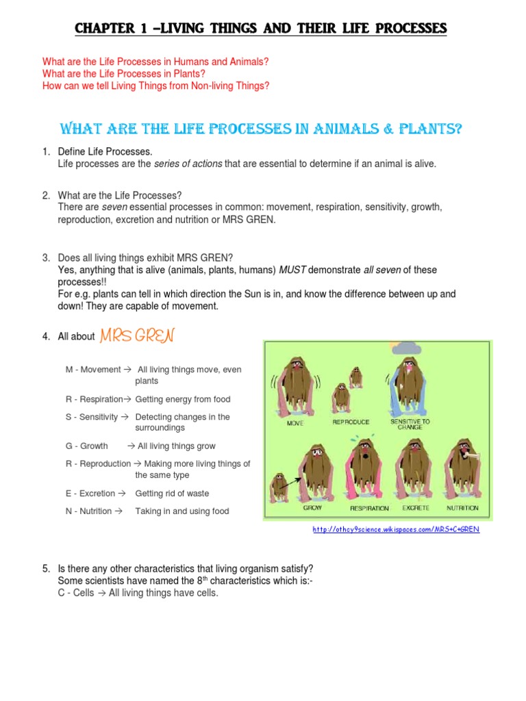 Life Processes in Plants and Animals | PDF | Plants | Excretion