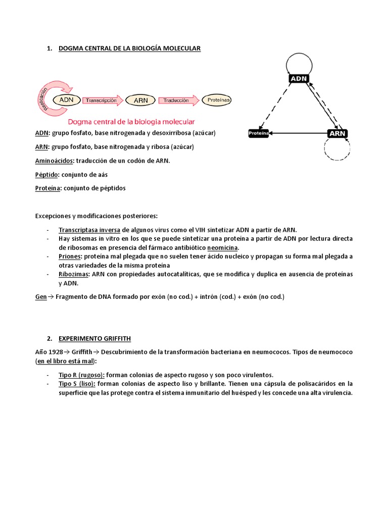 Experimentos Griffith y Avery | PDF | Adn | Transformación (Genética)