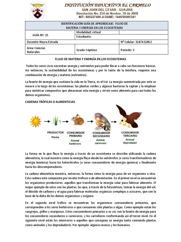 Hoja De Trabajo Sobre El Flujo De Energía En Los Ecosistemas