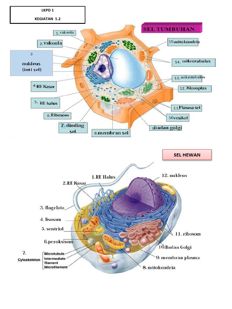 LKPD 1 Sel Hewan Dan Tumbuhan | PDF