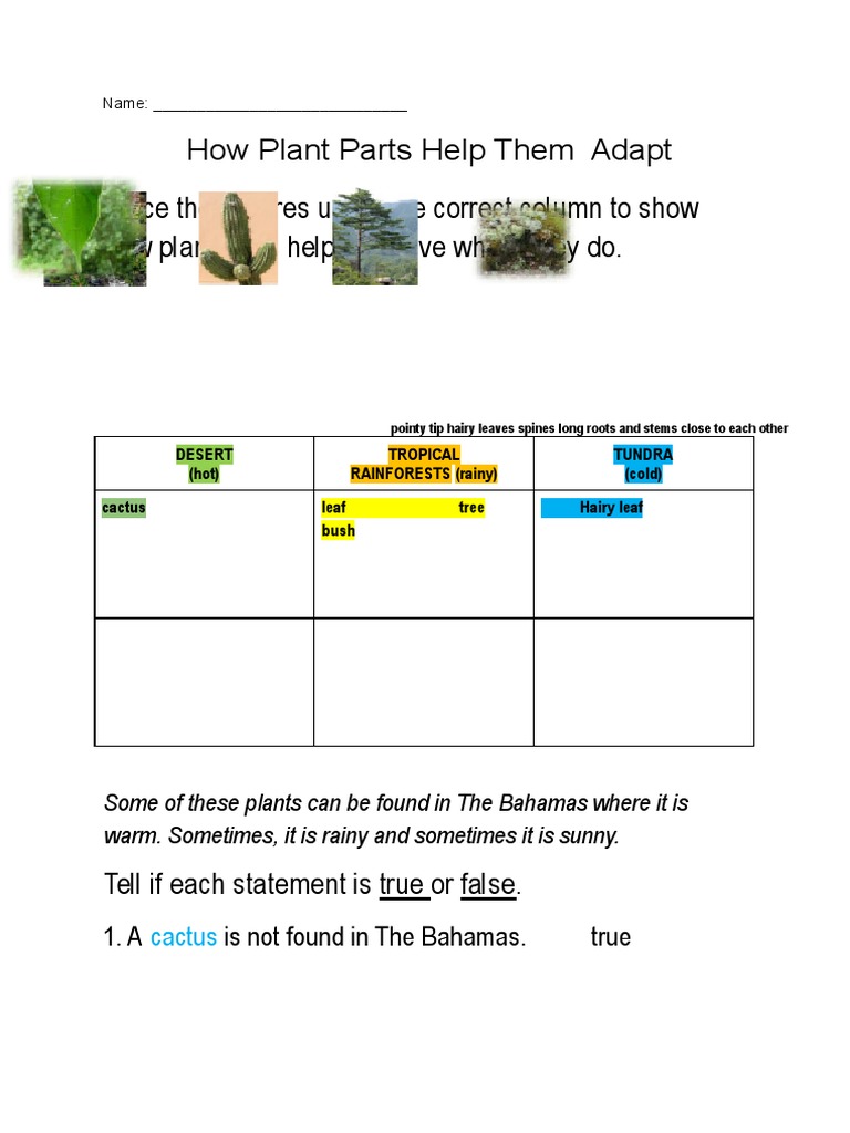 WS Plant Adaptations | PDF