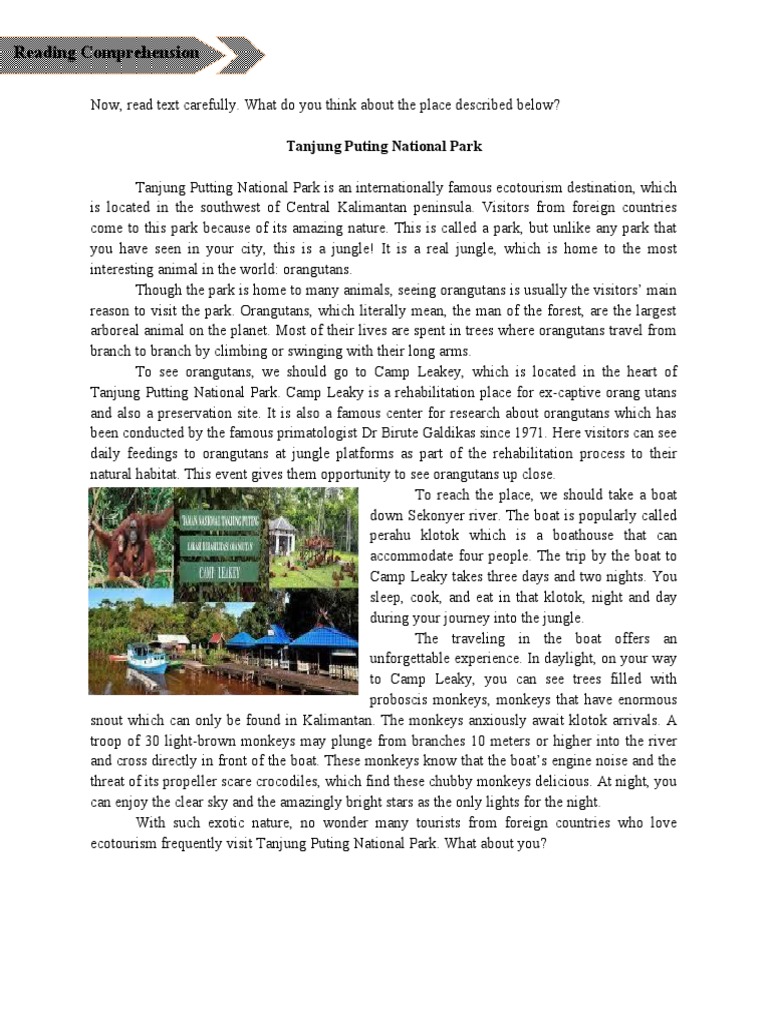 Task 3. Reading Comprehension | PDF | Orangutan