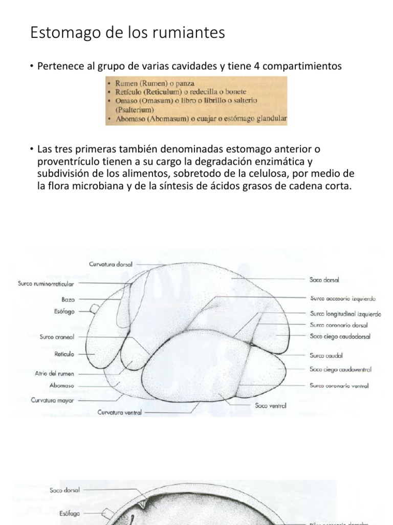 Estómago de Los Rumiantes | PDF | Estómago | Rumiante