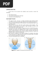 Cow Eye Dissection Lab Report | PDF | Eye | Human Eye