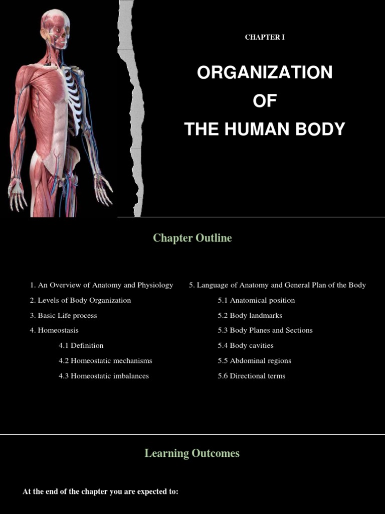 Anatomy and Physiology: An Introduction to the Human Body | PDF | Human ...