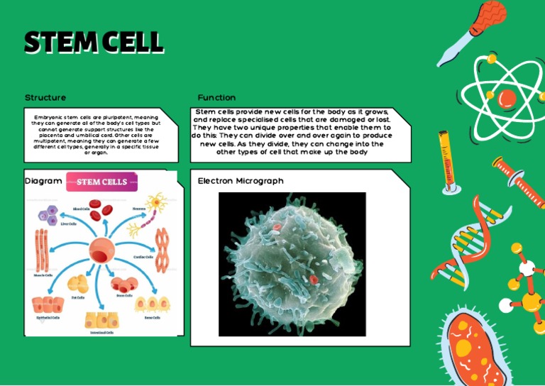 Stem Cell Structure & Function | PDF | Wellness