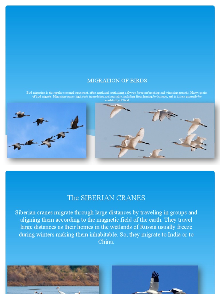Migration of Birds | PDF | Bird Migration | Birds