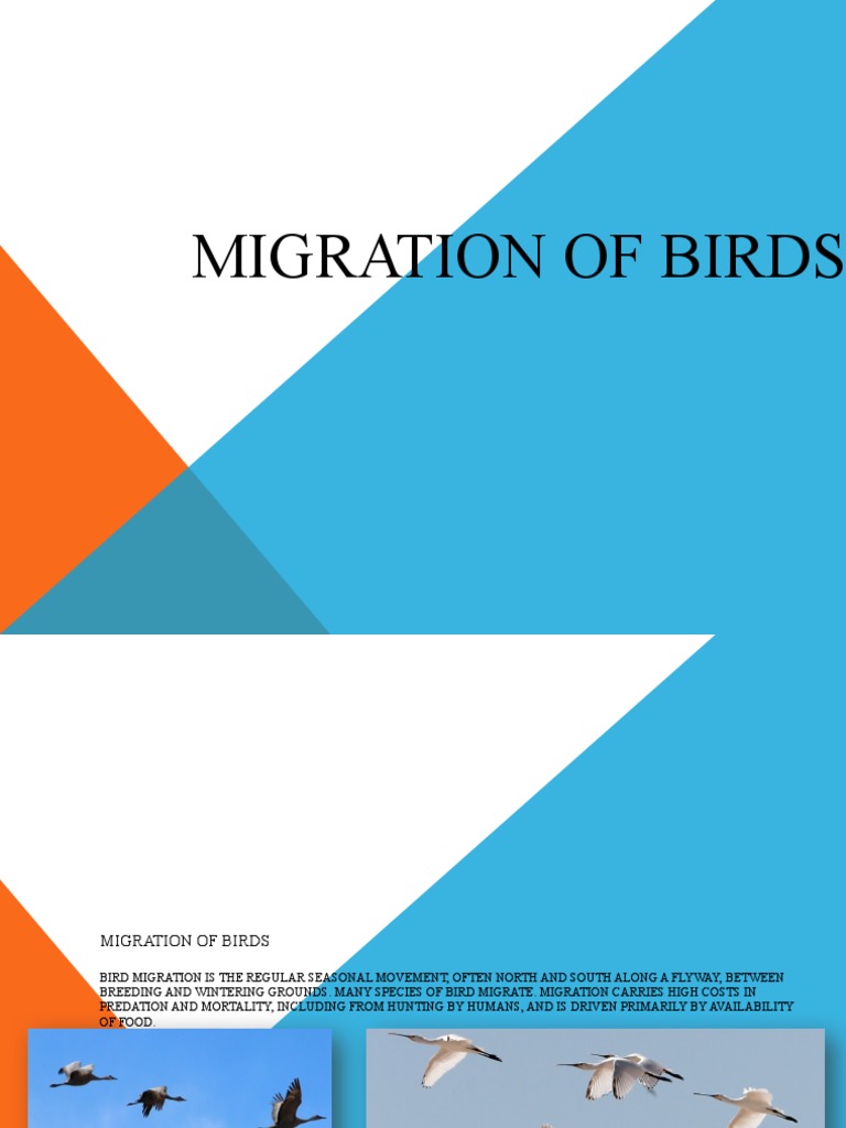 Migration of Birds | PDF | Bird Migration | Birds Of Asia
