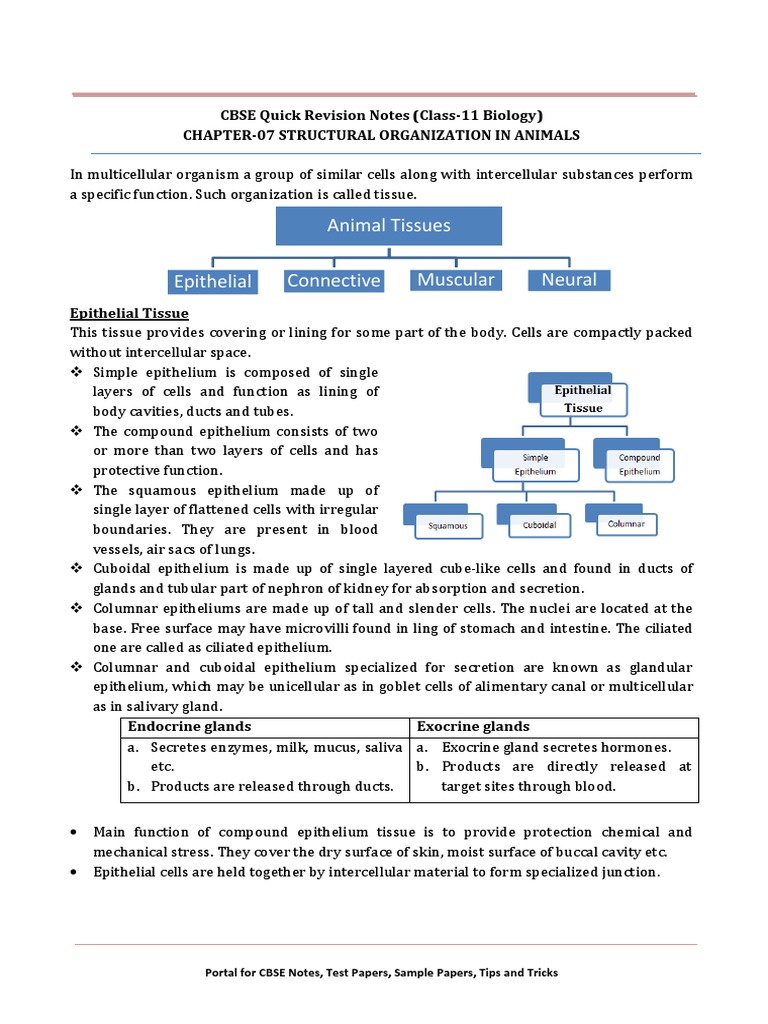 Class 11 Biology: Animal Tissues Notes | PDF | Connective Tissue ...