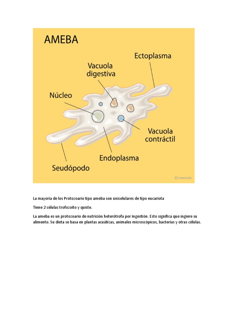 La Mayoría de Los Protozoario Tipo Ameba Son Unicelulares de Tipo ...