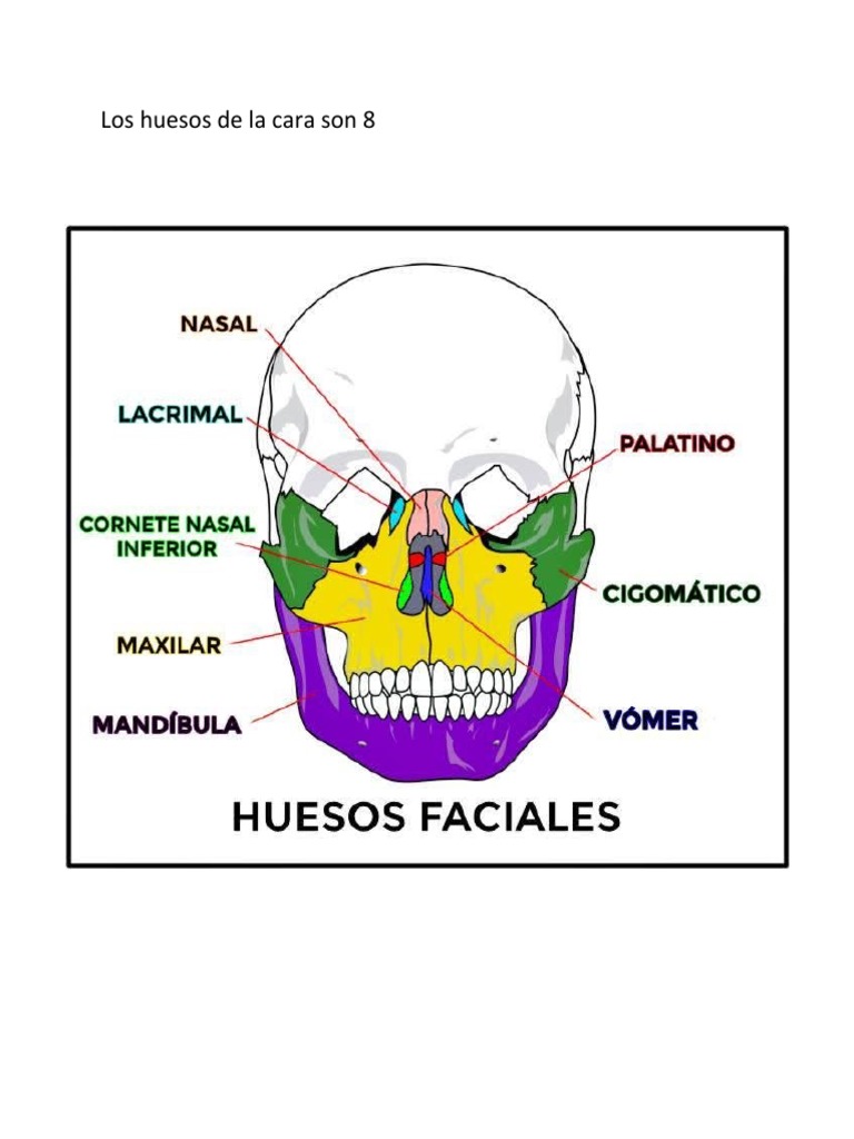 Los Huesos de La Cara Son 8 | PDF
