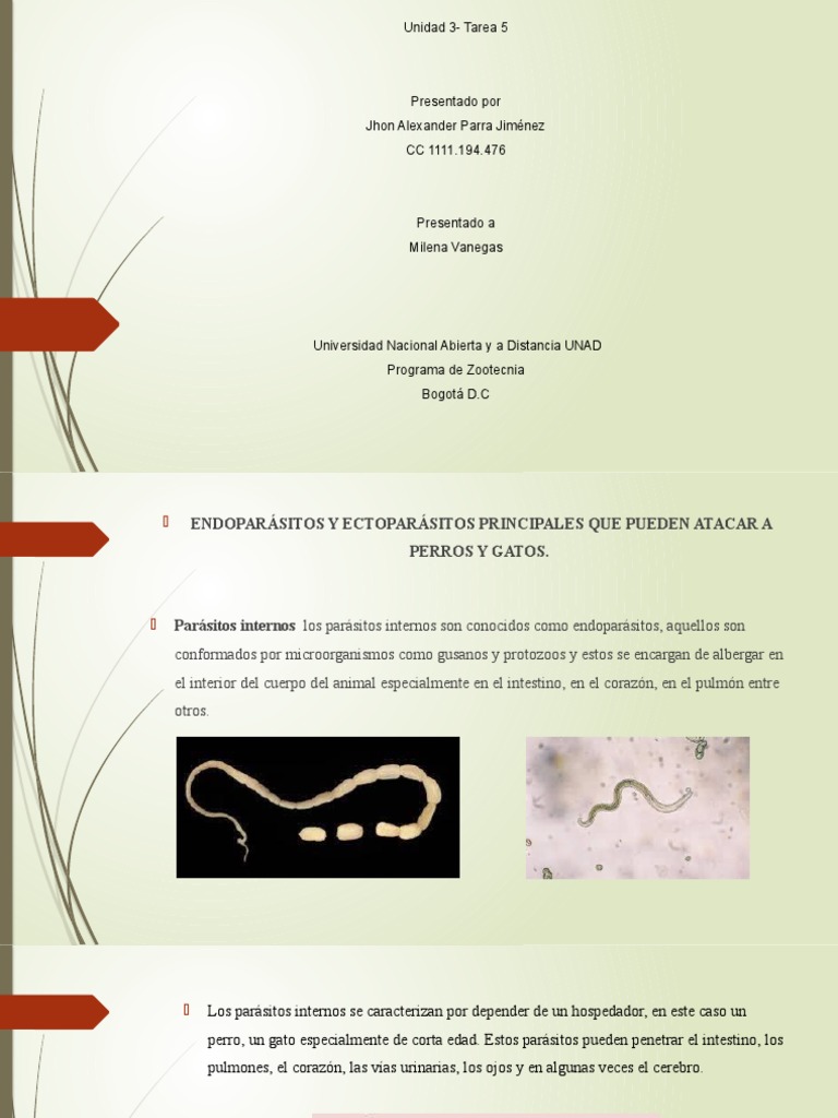 Parasitos Externos y Endoparasitos | PDF | Parasitismo | Enfermedades y ...
