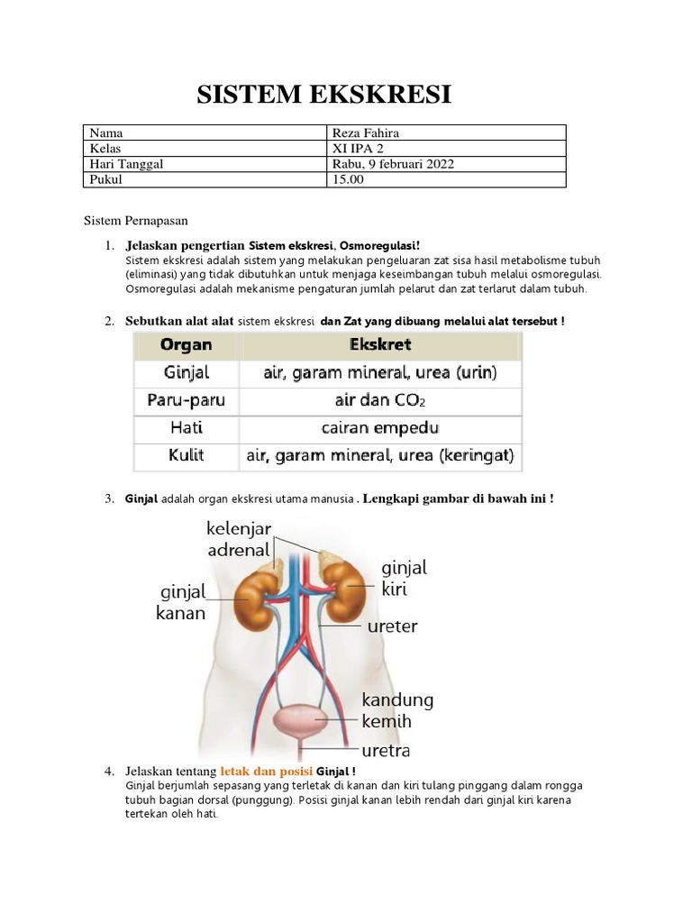 Sistem Ekskresi-8 | PDF | Ilmu Sosial | Kesehatan Holistik