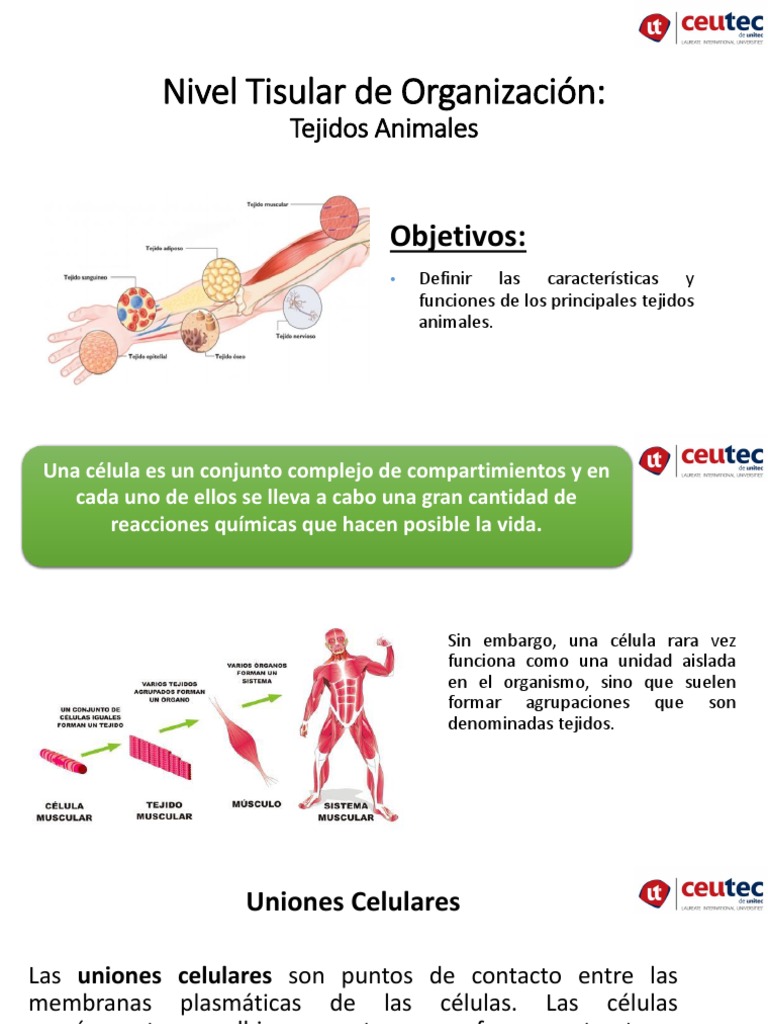 Nivel Tisular de Organización - Tejidos Animales | PDF | Epitelio ...