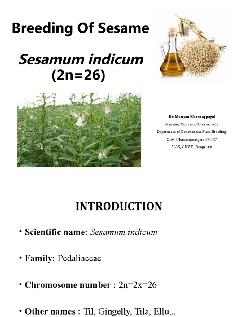 15 Sesame | PDF | Sesame | Plant Breeding