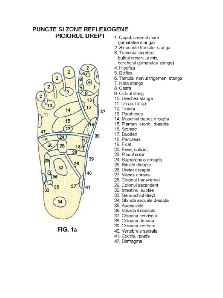 Picior Dr. Zone Reflexogene | PDF