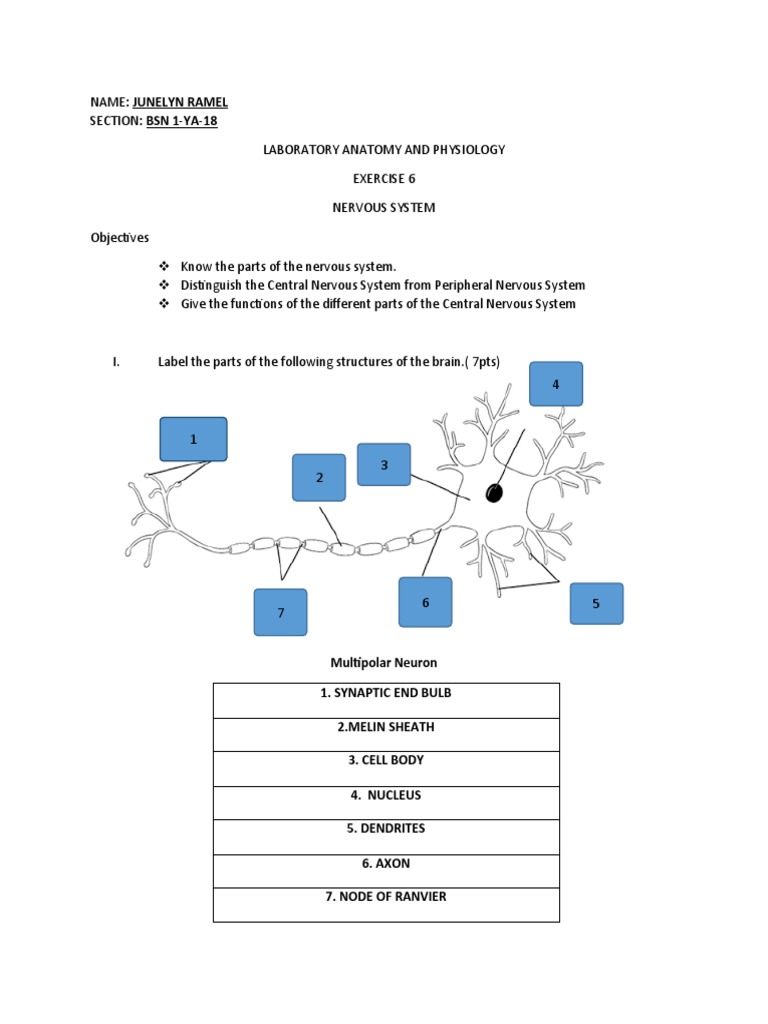 Nervous System Overview and Functions | PDF | Central Nervous System ...