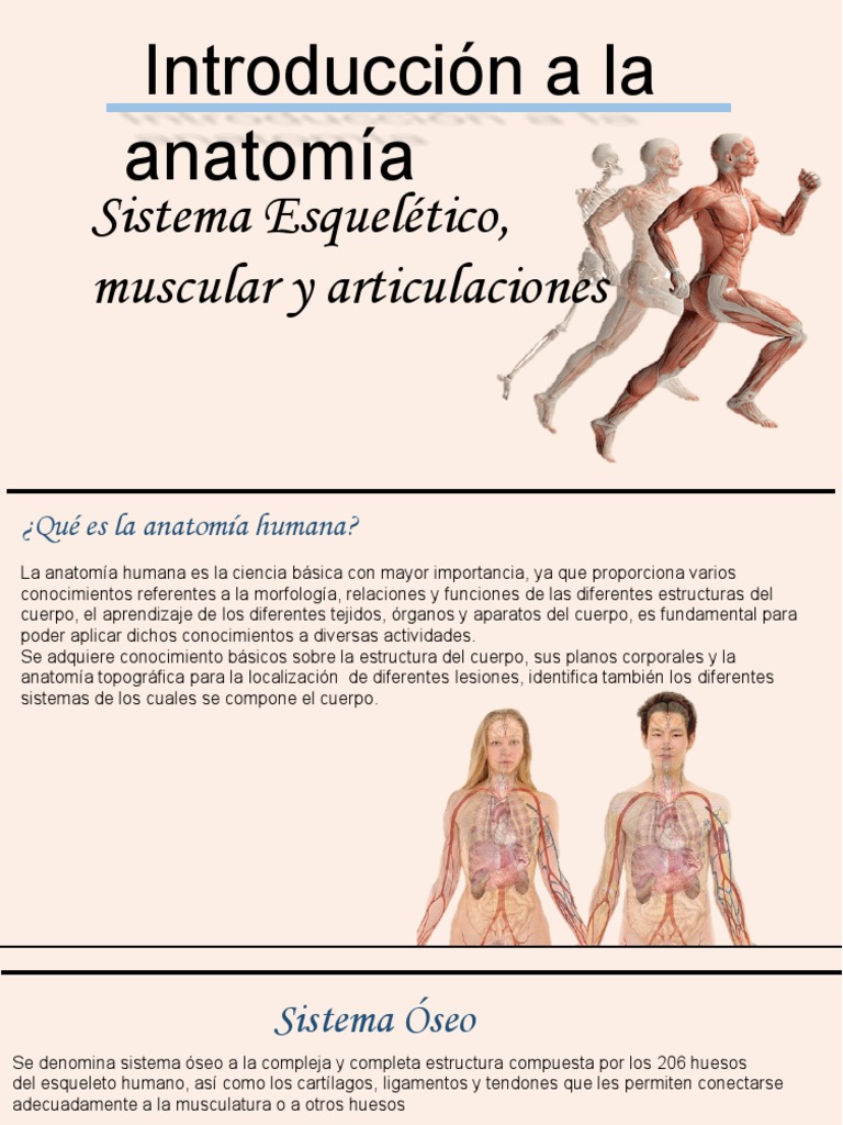 Sistema Esqueletico, Muscular y Articular PRESENTACIÓN 1 | PDF ...