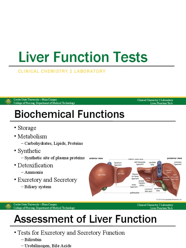 Liver Function Tests: Clinical Chemistry 2 Laboratory | PDF | Liver ...