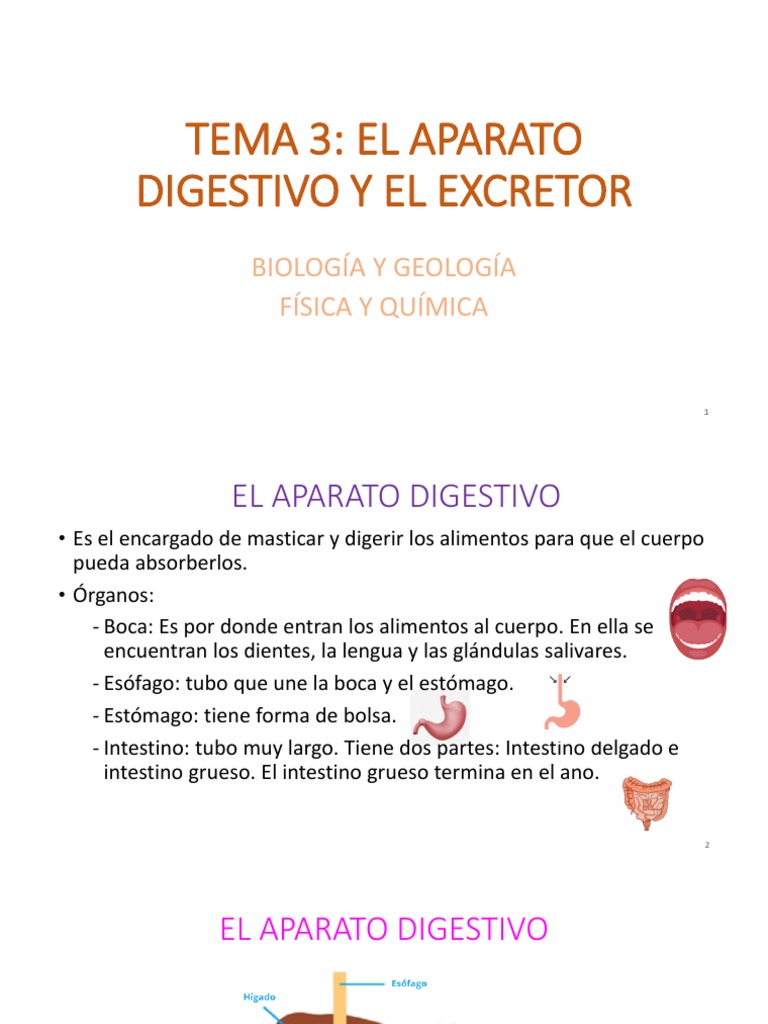 TEMA 3. El Aparto Digestivo y El Excretor. Biología | PDF | Sistema ...