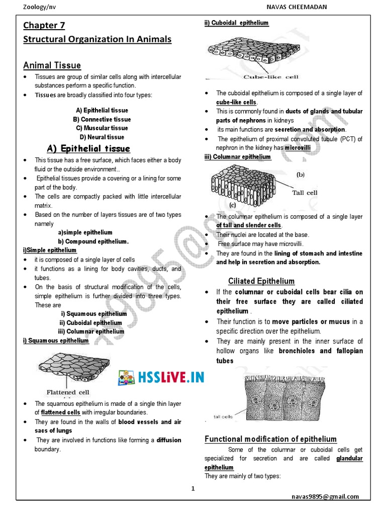 Structural Organization in Animals - Notes | PDF | Epithelium | Tissue ...