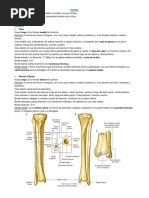 Tibia y Perone | PDF | Sistema esquelético | Anatomía humana