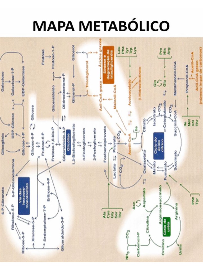 Mapa Metabólico | PDF