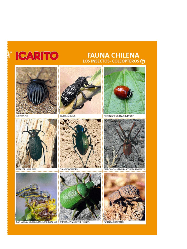 Lamina 1 | Escarabajo | Insectos
