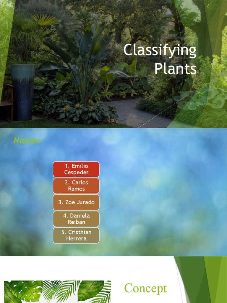 A Guide to Classifying Plants Based on Their Roots, Stems, and Leaves | PDF