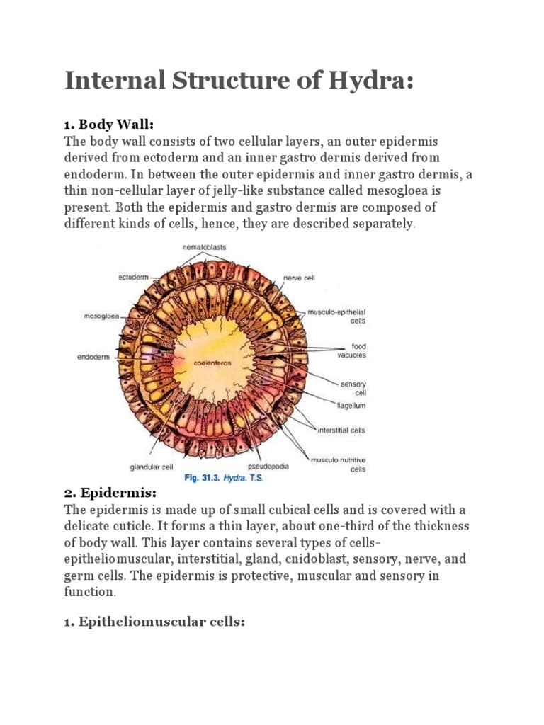 Hydra's Internal Structure Guide | PDF | Epithelium | Digestion