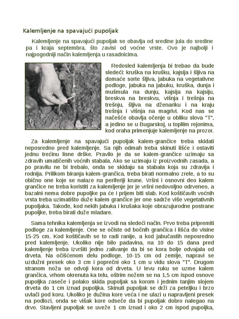 Kalemljenje Voća, Redosled | PDF