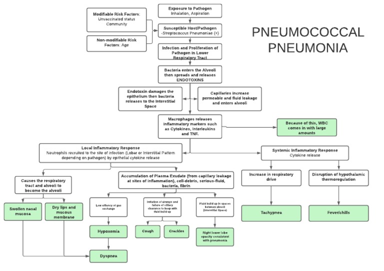 Pneumonia Pathogenesis | PDF | Inflammation | Pneumonia