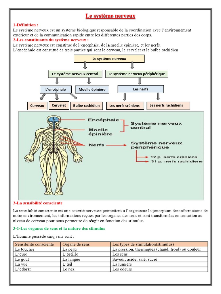 Sensibilité consciente et système nerveux | PDF | Sens (physiologie) | Nerf