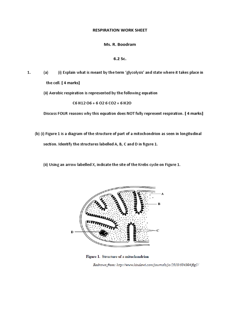 Respiration Worksheet | PDF | Cellular Respiration | Metabolic Pathway