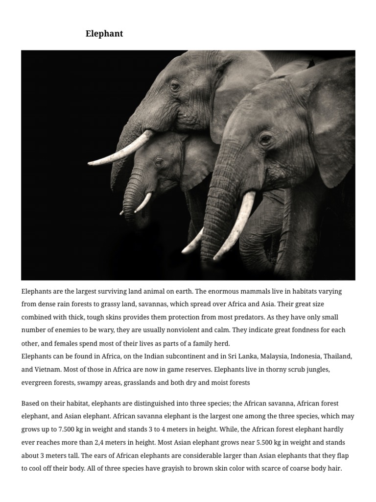 Report Text Gajah | PDF