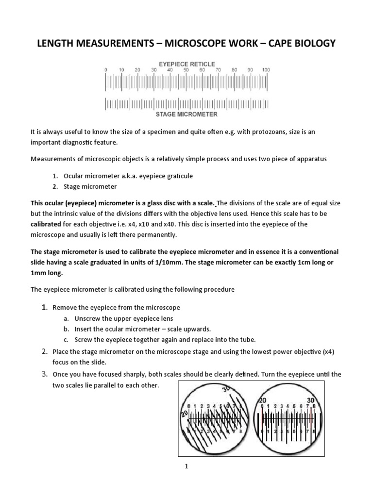 Length Measurements - Microscope Work - Cape Biology | PDF | Atomic ...