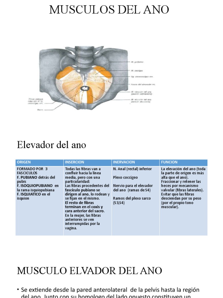 Musculos Del Ano | PDF | Pelvis | Anatomía