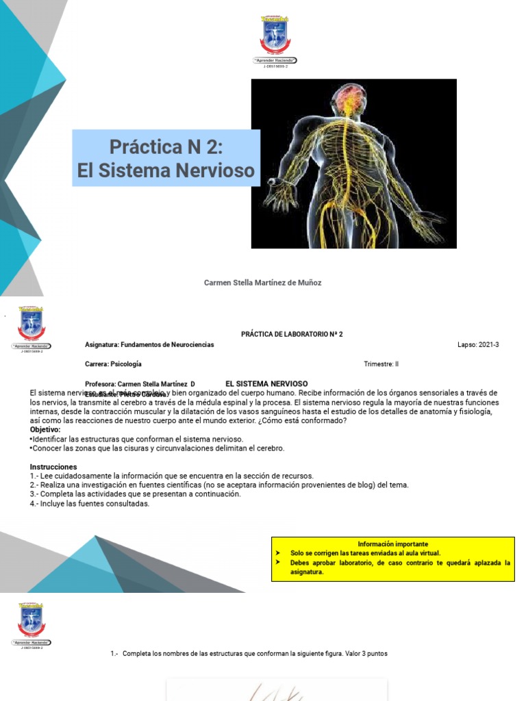 SNC Algunas Partes | PDF | Sistema nervioso central | Cerebro