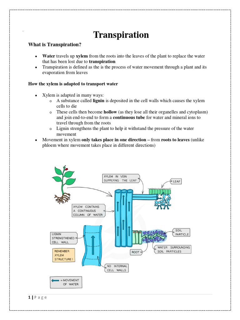 Transpiration: How Water Moves Through Plants | PDF | Leaf | Physiology