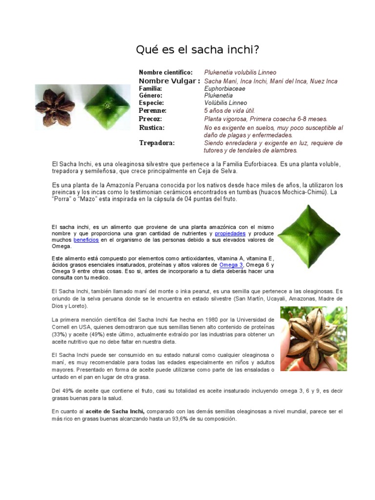 Qué Es Sacha Inchi | PDF | Petróleo | Ácido Graso Omega 3