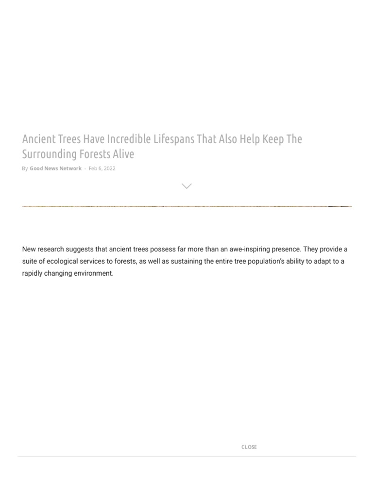 Ancient Trees Have Incredible Lifespans That Also Help Keep The ...
