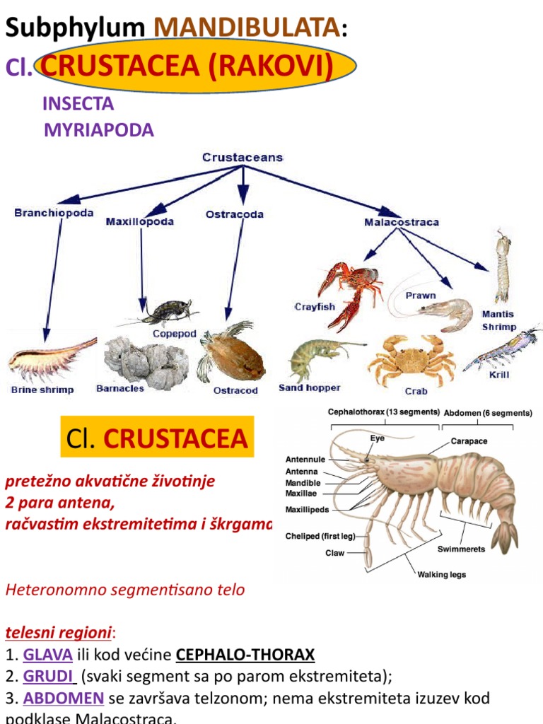Crustacea (Rakovi) : Insecta Myriapoda | PDF | Arthropods | Paleozoic ...