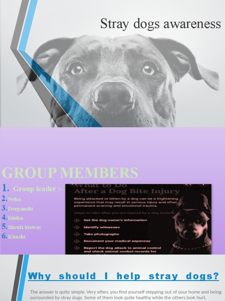 Stray Dog Awareness and Care Guide | PDF | Domesticated Animals ...
