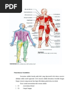 DERMATOME | PDF