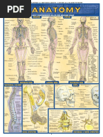 Princeton Review Anatomy Coloring Book PDF | PDF