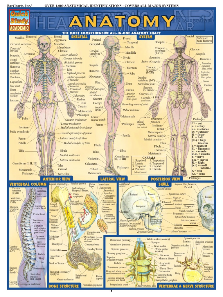 Fiches Anatomy | PDF | Vertebra | Aorta
