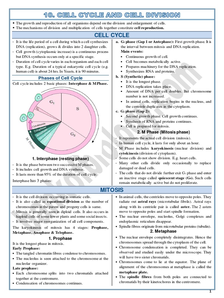 10 Cell Cycle N Cell Division-Notes | PDF | Meiosis | Mitosis
