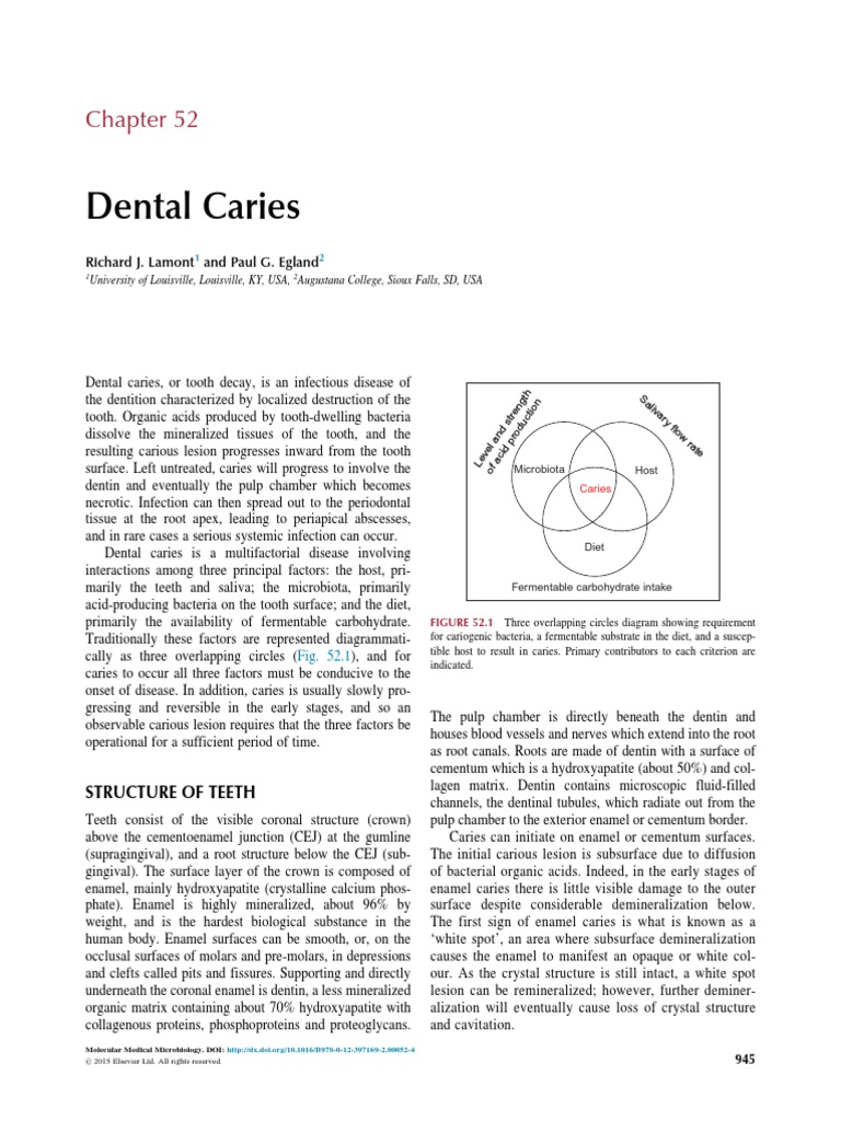 Dental Caries: Structure of Teeth | PDF | Tooth Enamel | Human Tooth