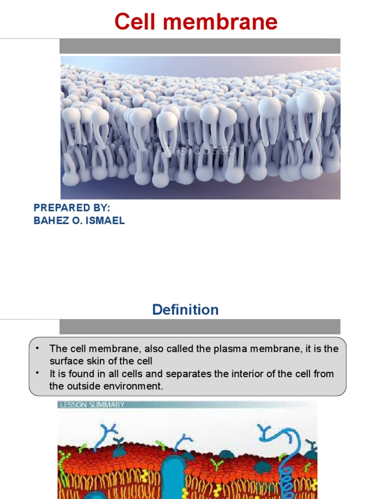 Cell Membrane Lab 3 | PDF | Cell Membrane | Diffusion